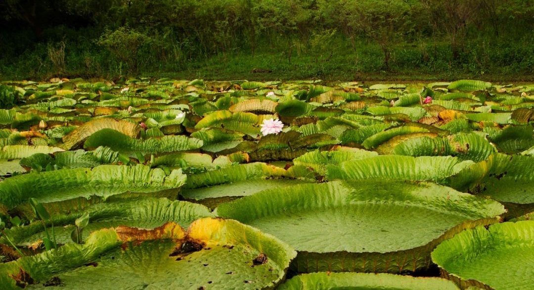A la caza de la flor del Irupé — Planaxia
