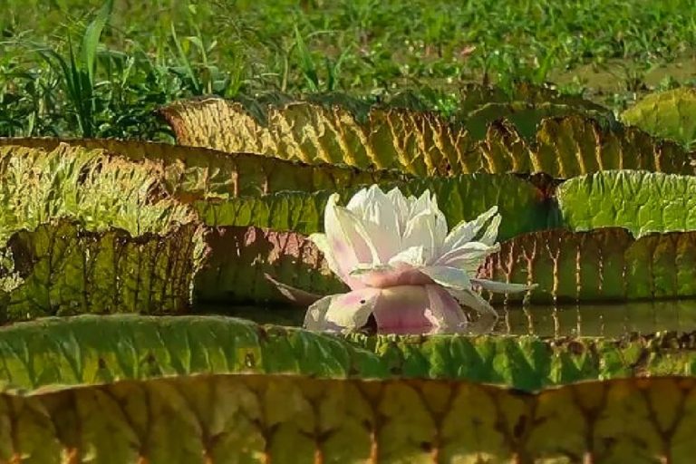 A la caza de la flor del Irupé — Planaxia