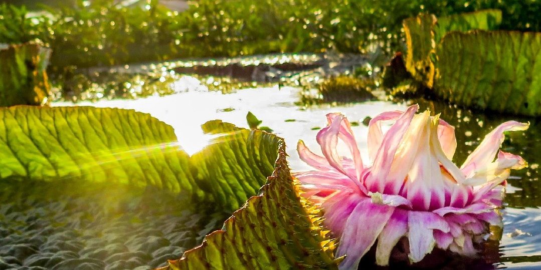A la caza de la flor del Irupé — Planaxia